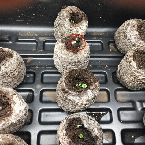 Basil Sprout Root Or Mold First Time Growing Basil From Seed