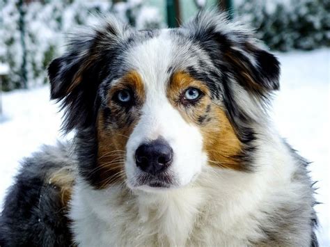 fotos de los perros con los ojos más bonitos del mundo Mascotas