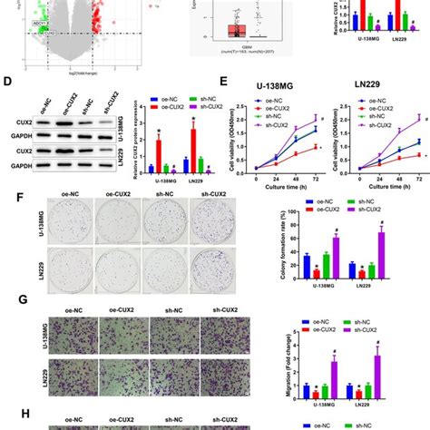 Overexpressing Adcy1 Represses Glioma Cell Proliferation Migration