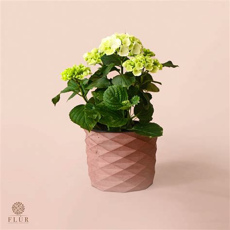 Mini Hydrangea Flùr Florsitry