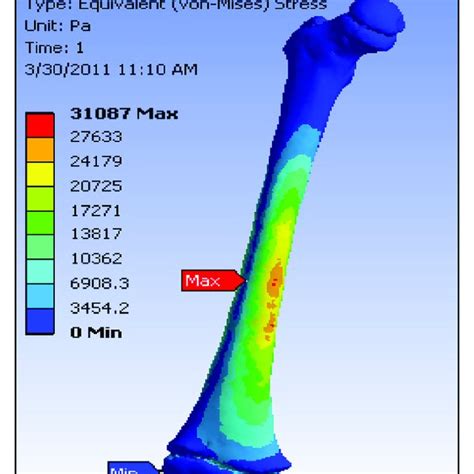 Anatomy Of Femur Bone Download Scientific Diagram
