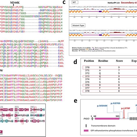 A Multiple Alignments Showing The Conservation Of Leu378 Position By