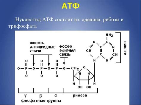 Схема строения молекулы атф