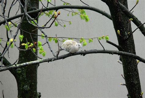 Streptopelia Decaocto Gugutka Ilmainen Valokuva Pixabayssa