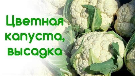 Высадка рассады цветной капусты - YouTube