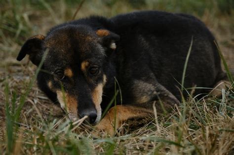 Husky D Alaska De Couleur Rouge Noir Avec Des Yeux Bruns Se Trouve Dans