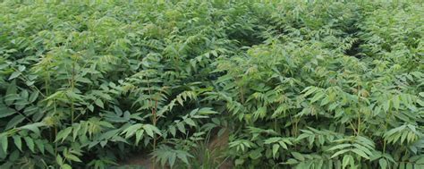 露天香椿种植密度 达达搜