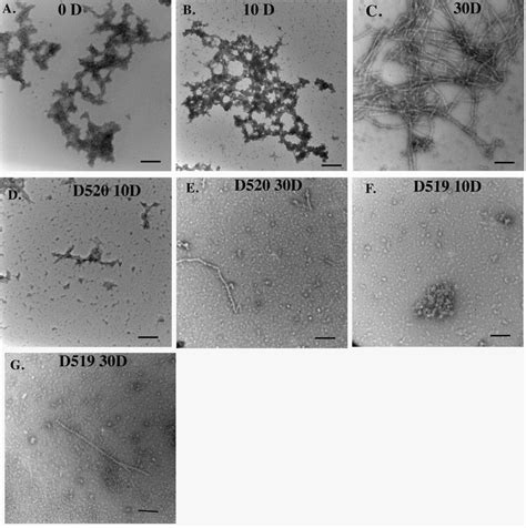 TEM analysis of α syn seeded with 0 5 PFF A at day 0 B at day