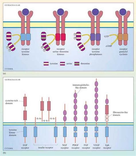 Cell Signalling Receptors With Intrinsic Enzymatic Activity OpenLearn Open University