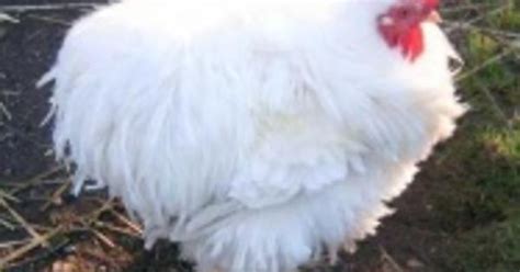 So Fluffy Imgur