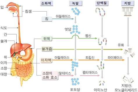 건강효소 효소란 효소의 종류 지구사랑몸사랑 네이버 블로그