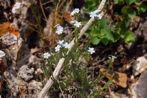 Eritrichium Pectinatum · Inaturalist