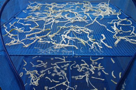 自家製切り干し大根の作り方。干し方や保存期間などよくある疑問にも答えます。 くま部