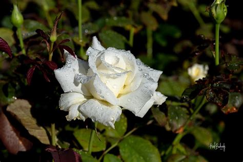 Search Roses Flickr