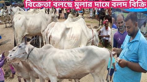 আজ ৪ সেপ্টেম্বর বিক্রেতা বলছে মুলার দামে বড় বড় বলদ বিক্রি বড় বড়