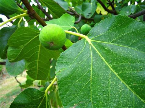What To Feed Fig Trees How And When To Fertilize Figs Fig Tree