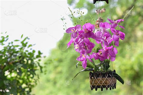 紫兰美丽的花挂在窗前，天气好。