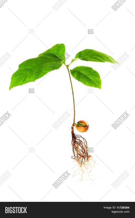Oak Tree Seedling Image Photo Free Trial Bigstock