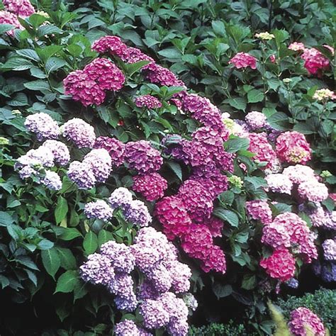 Hardy Hydrangea Bigleaf Hydrangea Hydrangea Macrophylla Mygardenlife
