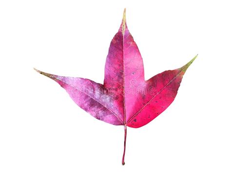 Autumn Three Lobed Maple Leaf Stock Photo Image Of Decoration Close