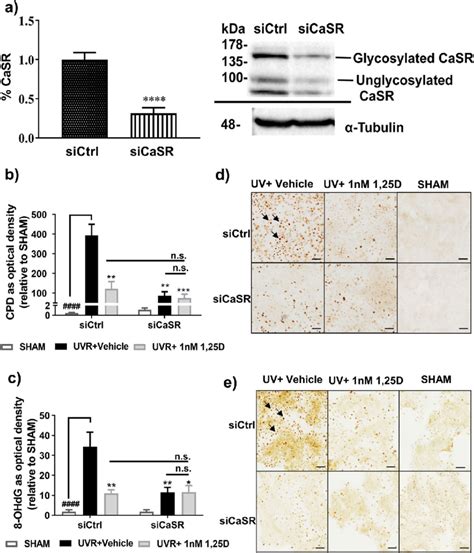 Sirna Mediated Reduction In Casr Protein Levels Reduced Uv Induced Dna