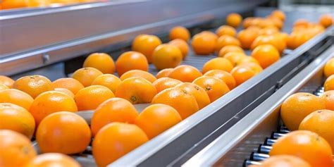 Sorting Fresh Oranges On Conveyor Belt In A Modern Food Processing
