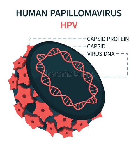 Hpv