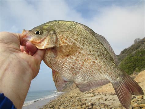 California Surf Fish California Surf Fishing A