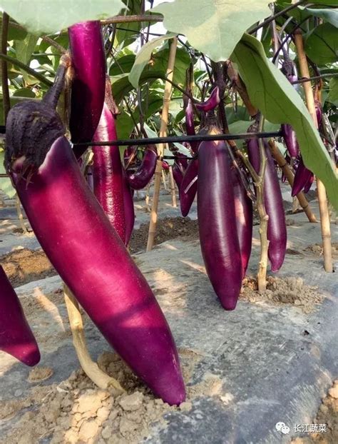 龙二哥教你选品种诀窍及早春大棚茄子高效种植技术 长江蔬菜