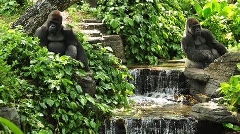 Gorilla Falls Exploration Trail At Walt Disney World Attraction Insight