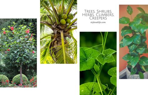 Different Kinds Of Plants With Names