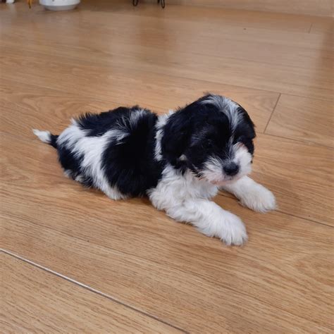 Shih Tzu Piesek Pies Wola Olx Pl