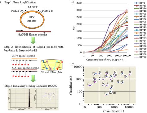 Figure 1 From Development Of A Bead Based Multiplex Genotyping Method