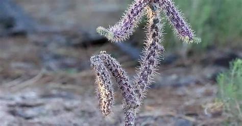 Run Cactus Run Imgur