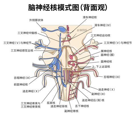 脑神经核模式图（背面观）（标注版） 医学插画