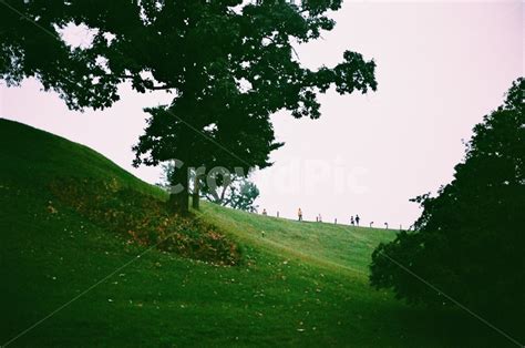 공원 휴식 나무 풀 서울 사진이미지일러스트캘리그라피 Nds357작가