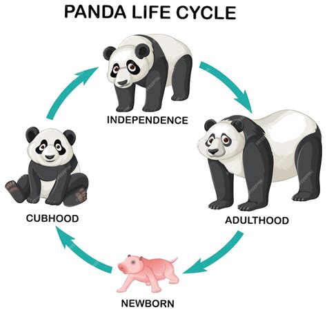 Infográfico Do Ciclo De Vida Do Panda Vetor Grátis