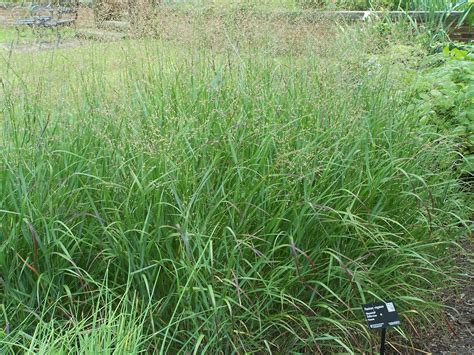 Switchgrass Shenandoah 2 Panicum Virgatum Shenandoah Scioto