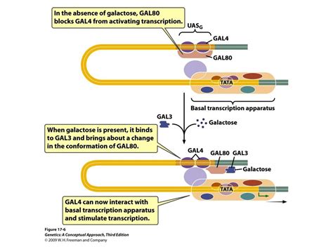 Genetics A Conceptual Approach © 2009 W H Freeman And Company Ppt
