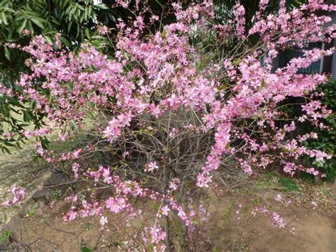 庭梅ニワウメピンクと白and白木蓮ハクモクレン 写真あり 私の好きな花♪ 楽天ブログ