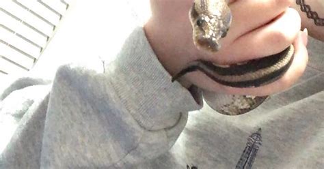 My Ball Python Saturn Album On Imgur