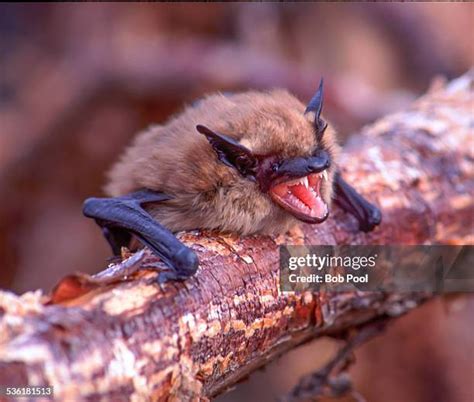 Bat Teeth Photos And Premium High Res Pictures Getty Images