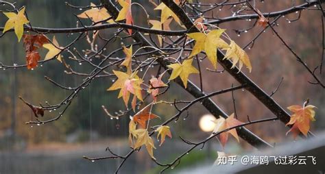 老柘叶黄如嫩树，寒樱枝白是狂花。 出自唐代白居易的《早冬》 解释：老柘树叶子是黄色的，犹如一棵娇嫩的小树。寒樱不依时序，开出枝枝白花。 知乎