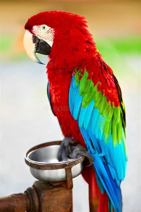 Birds Animals Red Scarlet Macaw Parrot Travel Tourism Thailand