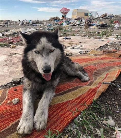 ძაღლების ჯოჯოხეთი ბათუმის ნაგავსაყრელზე ფოტო Batumelebi • მიუსაფარი ცხოველები მიუსაფარი