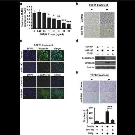 miR 190 down regulation is required for TGF β induced EMT a The