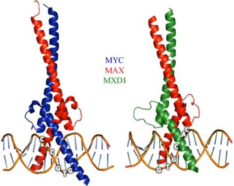 The Myc Transcription Factor Network Balancing Metabolism Proliferation And Oncogenesis Pmc