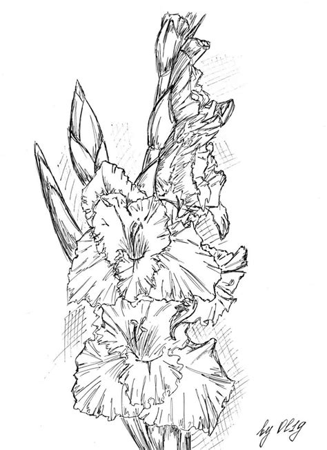 Gladiolus Flower Sketch At Explore Collection Of