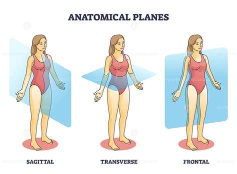 Anatomical Planes Examples For Medical Human Body Transection Outline