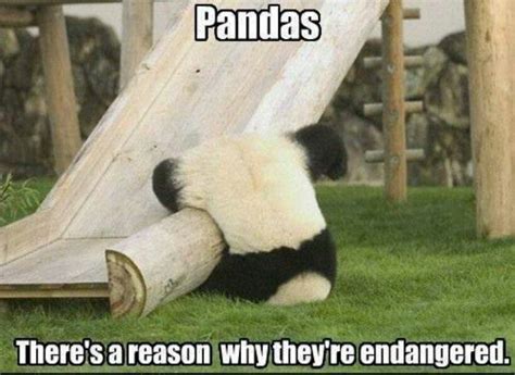 Pandas Basic For Data Analysis